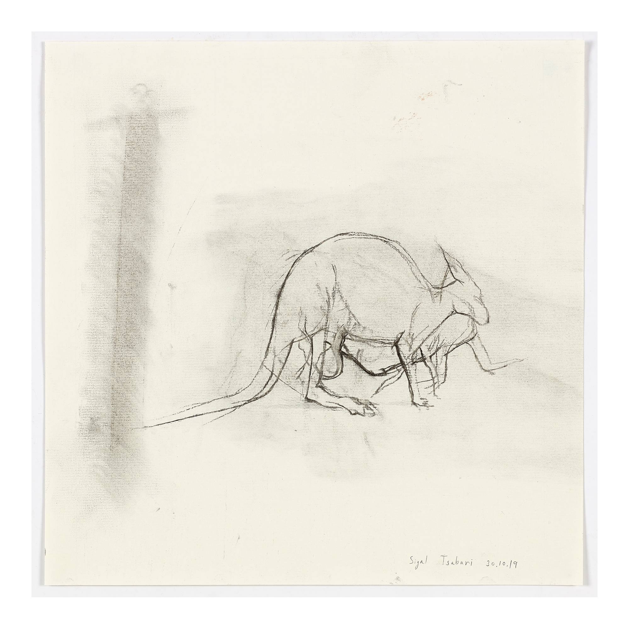 Drawings of Kangaroos